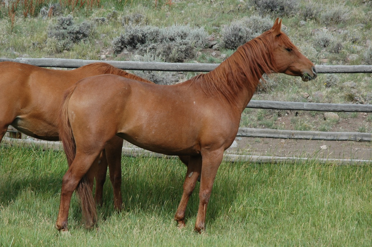 Spanish Arabian Mares in Wyoming at Bitterroot Ranch | Bitterroot Ranch