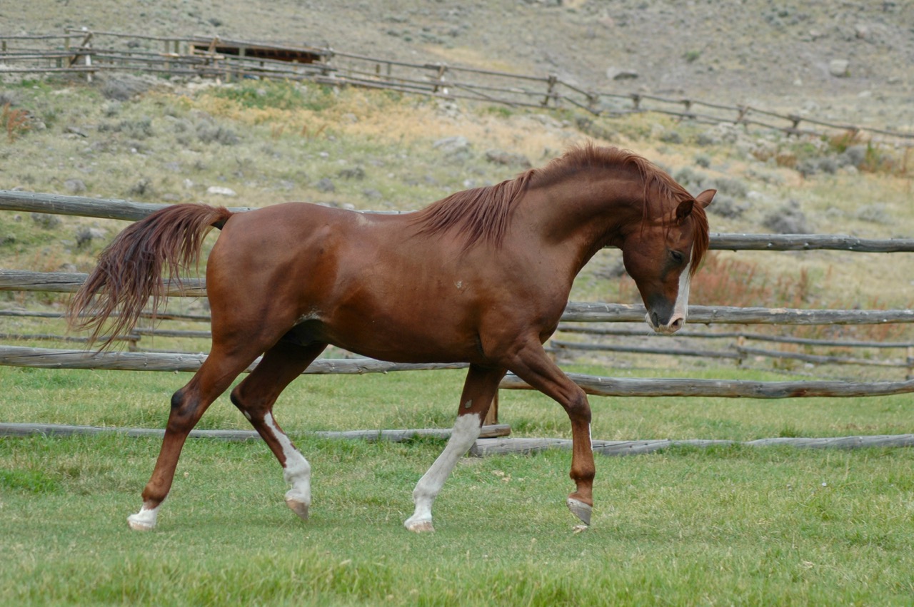 Arabian Stallions at Stud in Wyoming at Bitterroot Ranch | Bitterroot Ranch