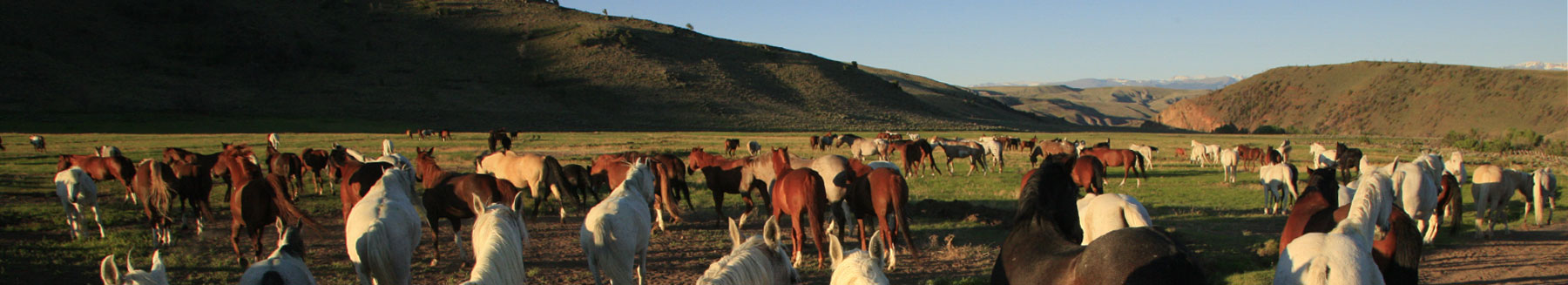 Ranchferien in Amerika; ausgezeichnete Pferde und Viehtrieb ...