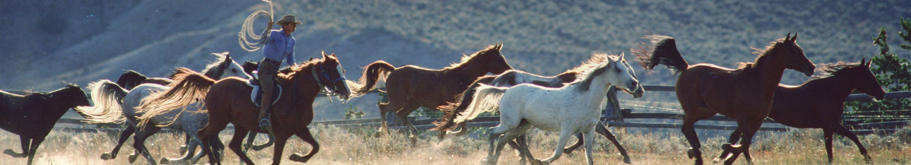 Ranchferien in Amerika; ausgezeichnete Pferde und Viehtrieb ...