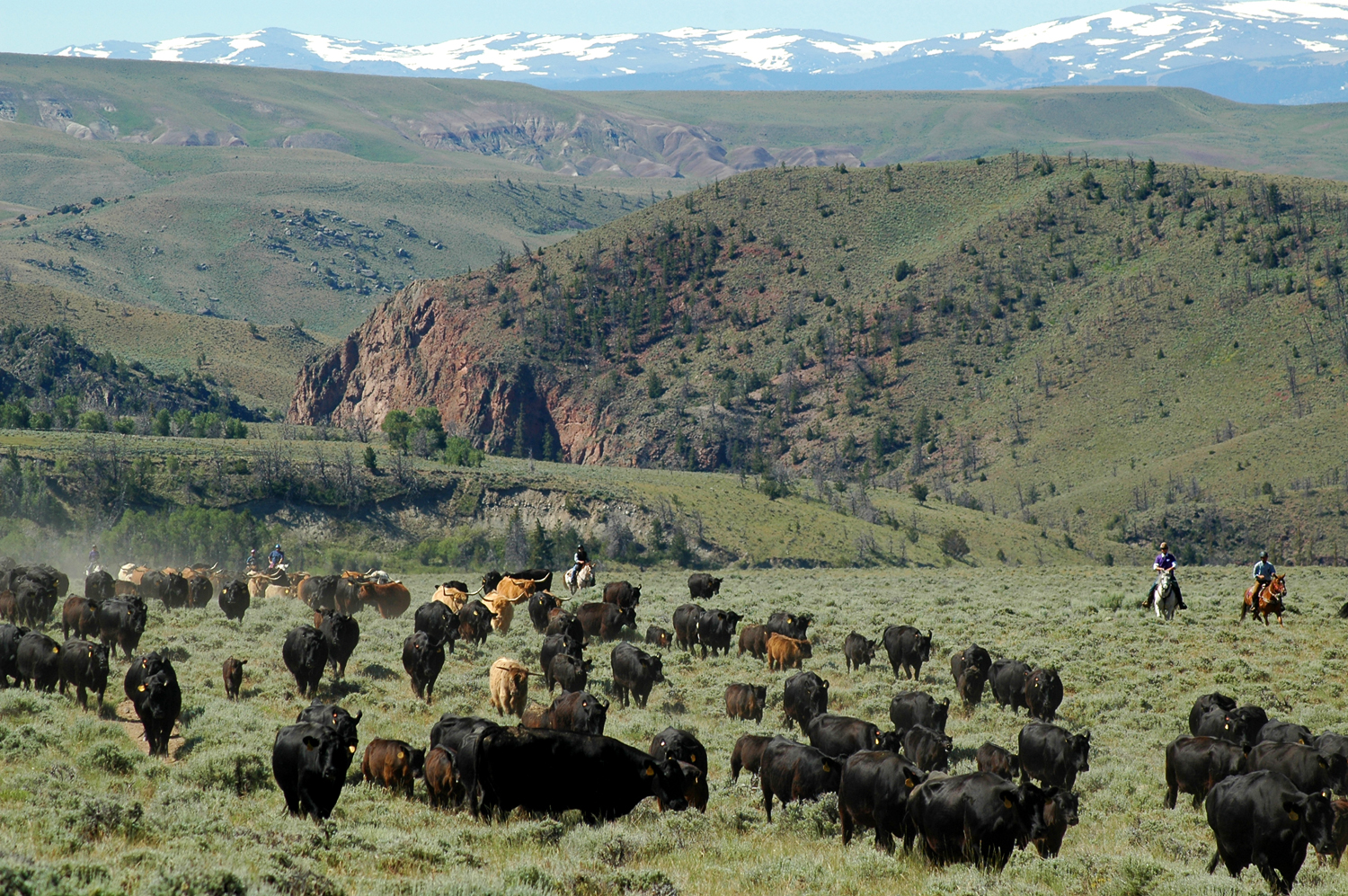 Summer Cattle Drive - Bitterroot Ranch | Bitterroot Ranch